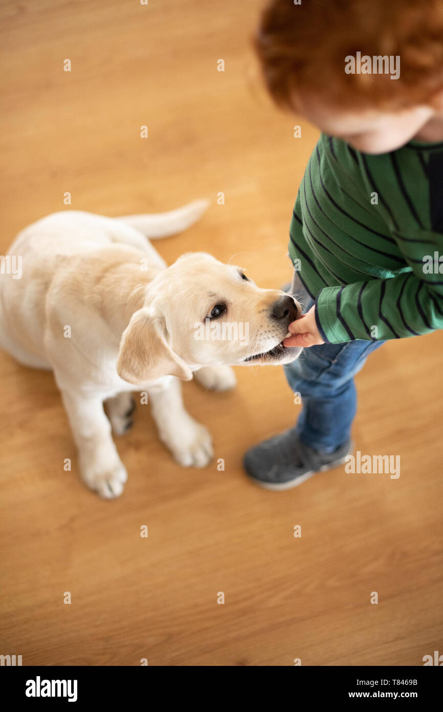 Child giving treat to dog hi-res stock photography and images - Alamy