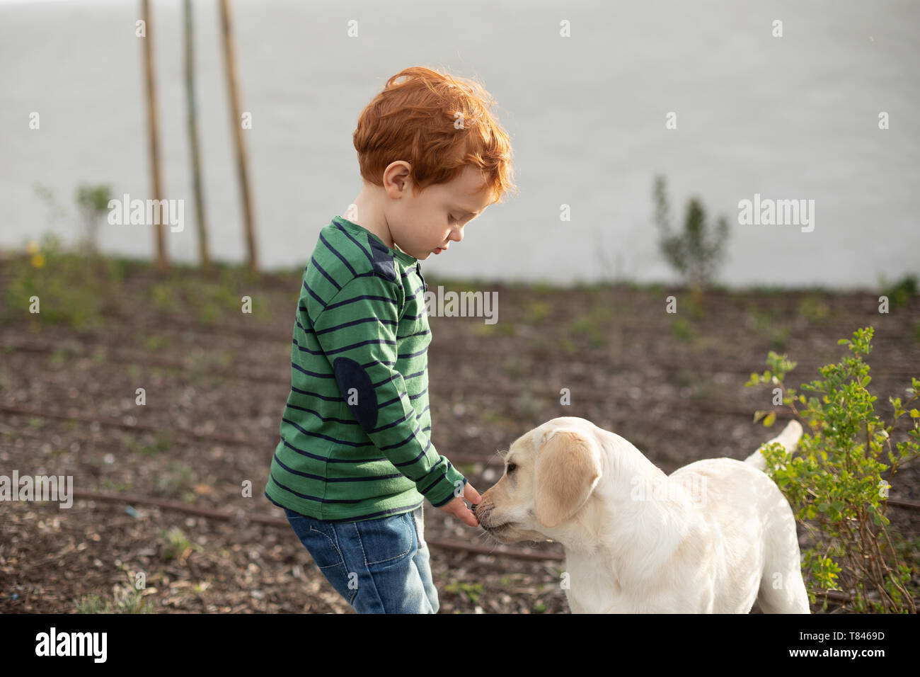 Boy giving pet puppy training treat Stock Photo - Alamy