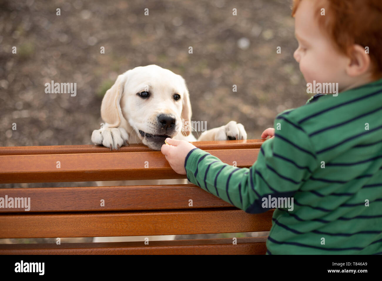Boy giving treat to puppy hi-res stock photography and images - Alamy