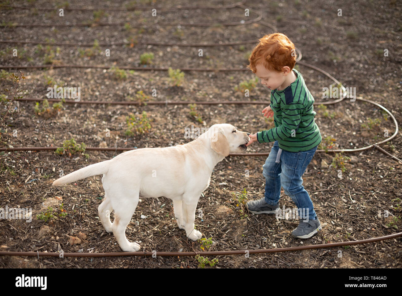 Child giving treat to dog hi-res stock photography and images - Alamy