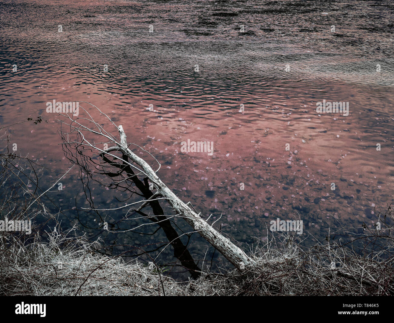 Fallen tree lying in river Stock Photo - Alamy