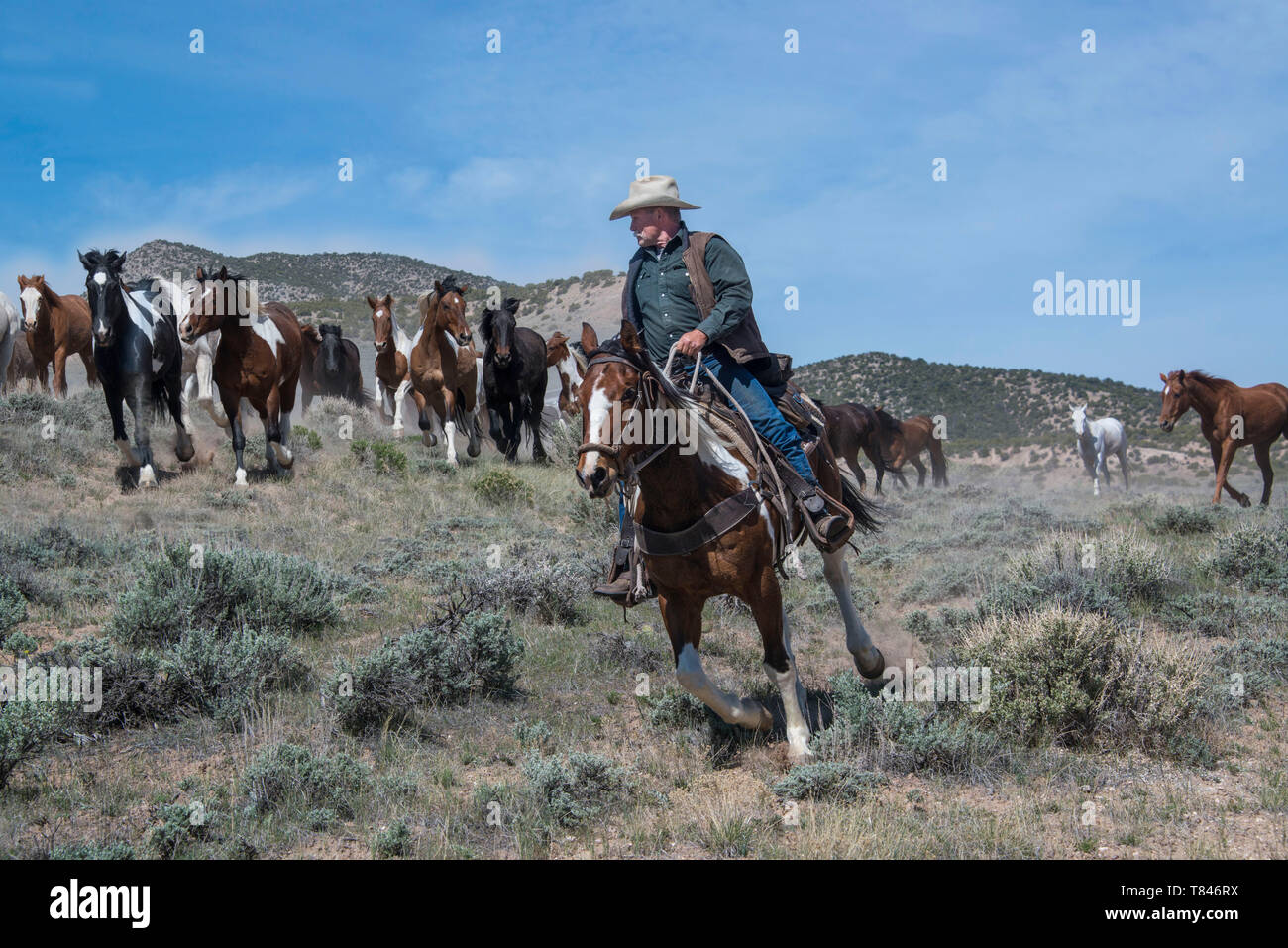 Cowboy wrangler ranch hand with white cowboy hat riding bay horse ...