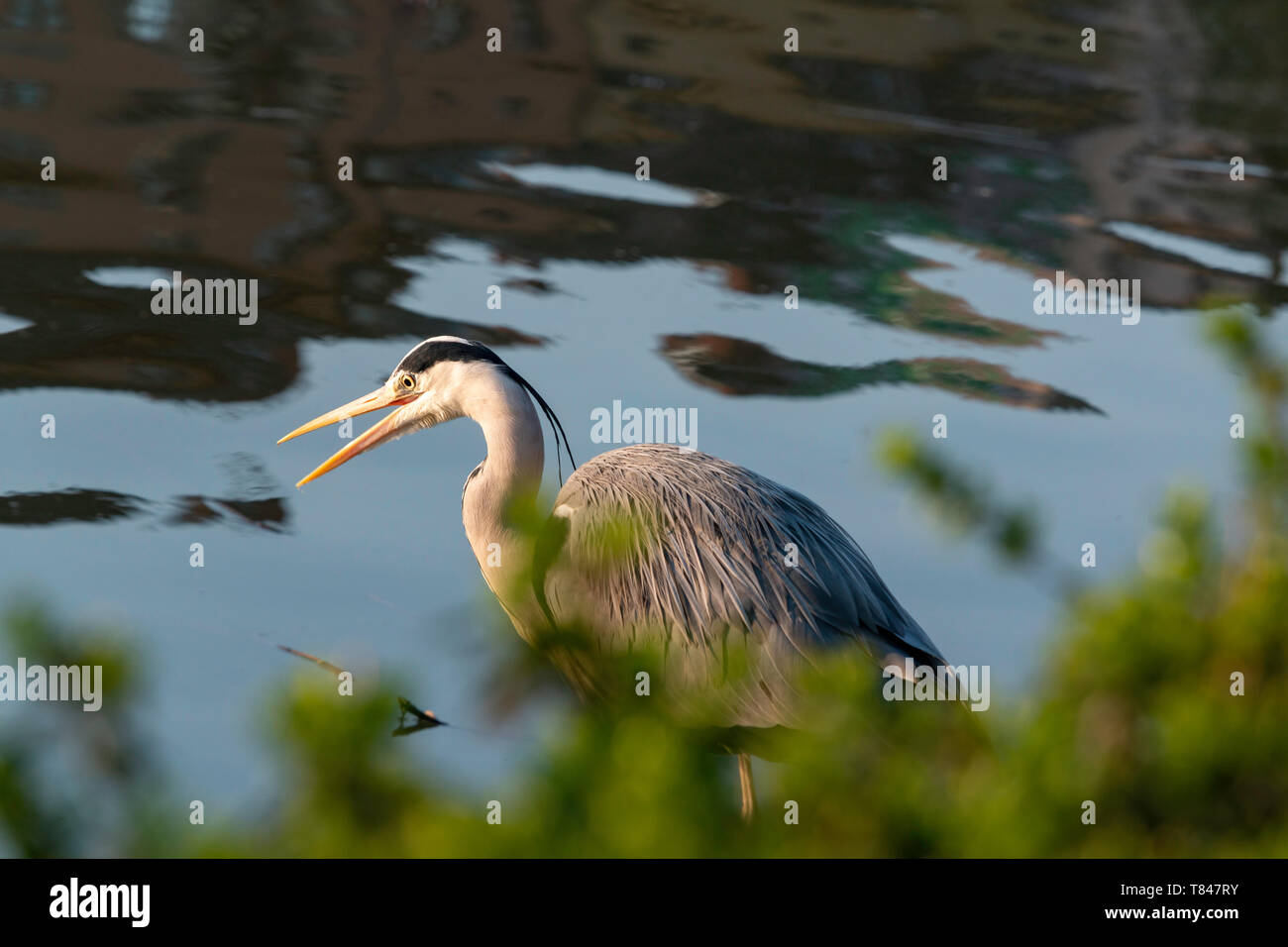Bird of prey beak open hi-res stock photography and images - Alamy
