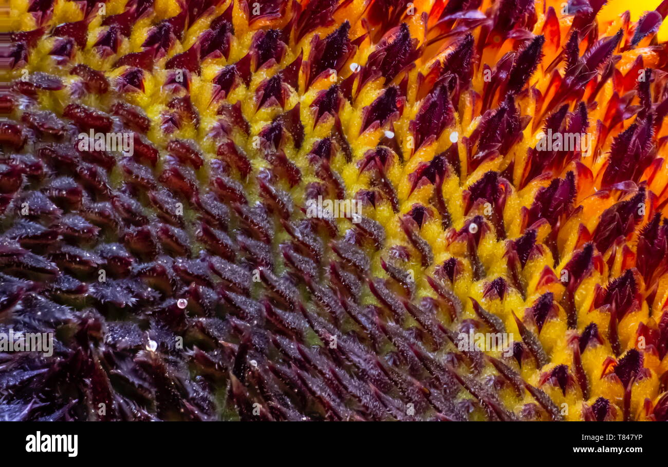 Sunflower beautiful macro photography closeup with seeds and petals ...