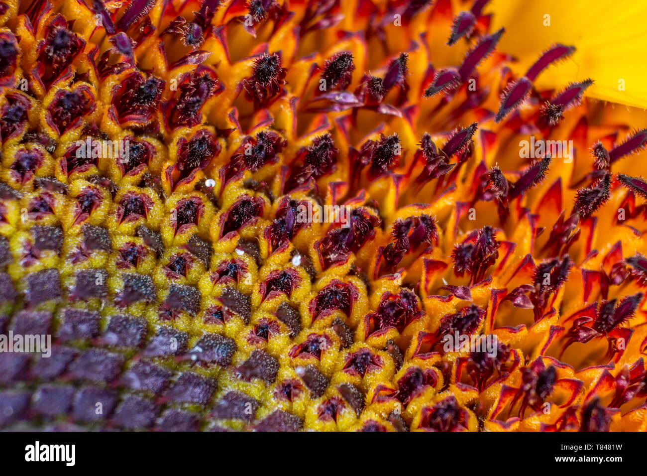 Sunflower beautiful macro photography closeup with seeds and petals ...