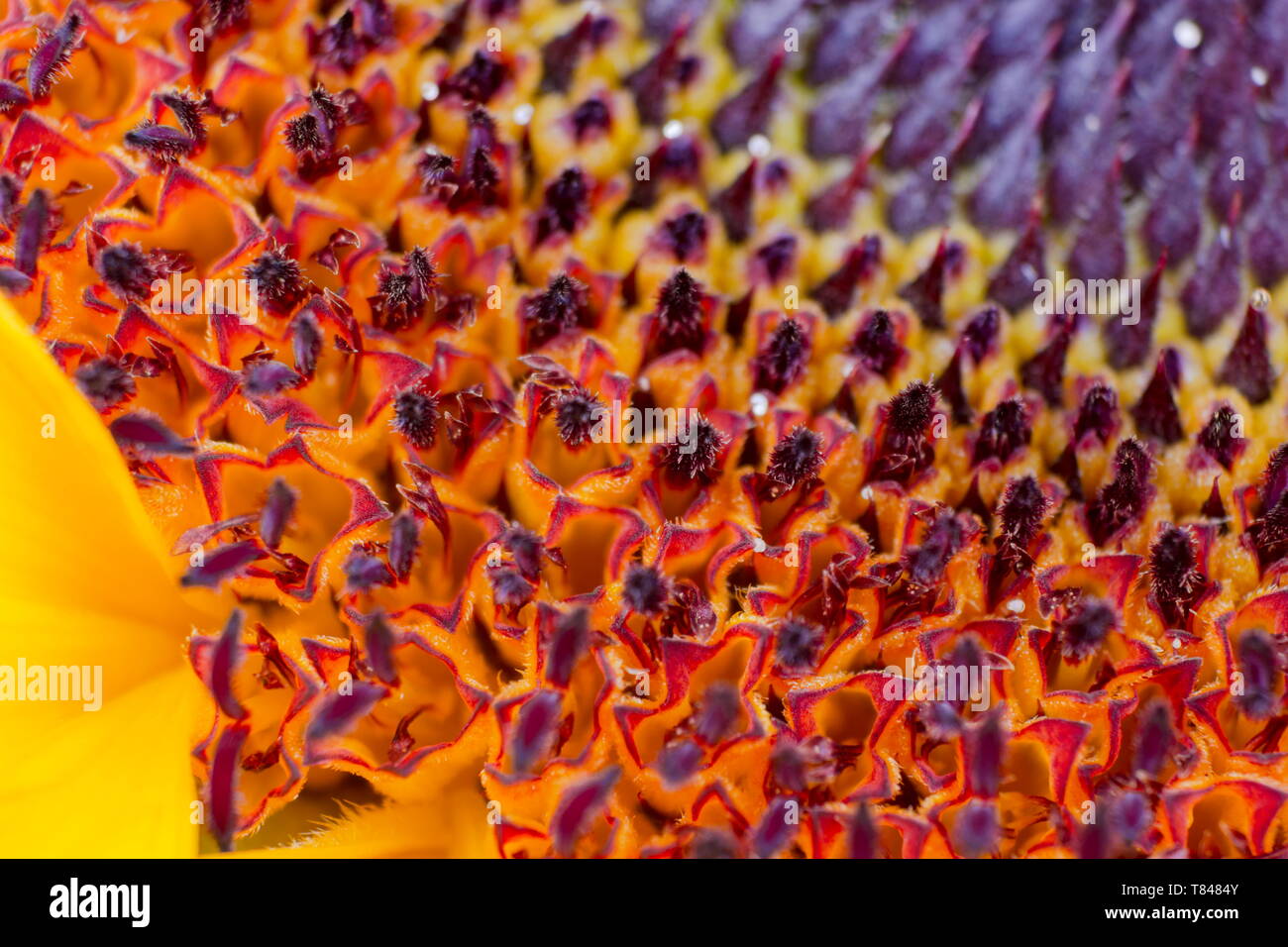 Sunflower beautiful macro photography closeup with seeds and petals ...