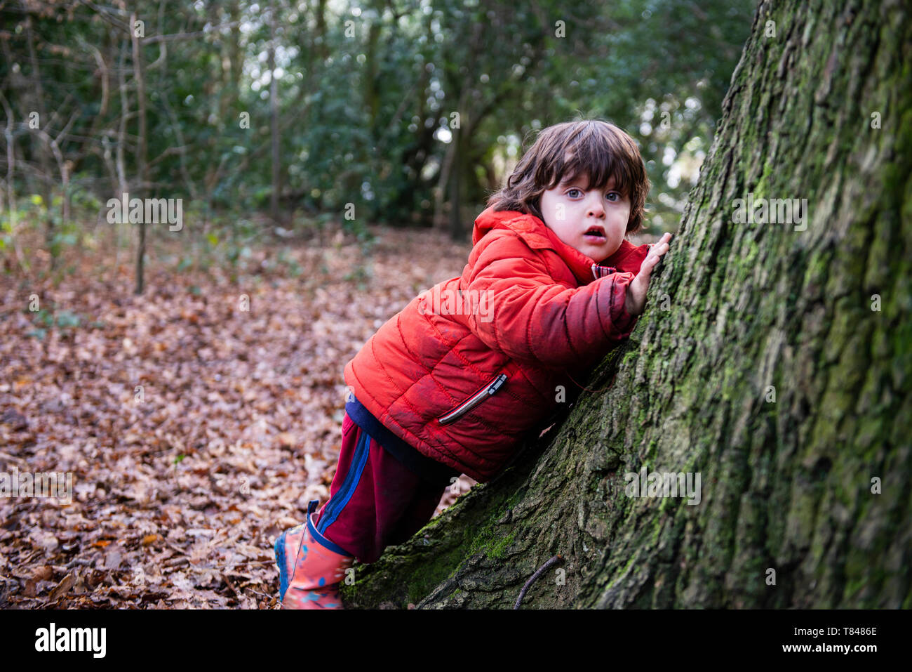 Cute boy leaning on tree trunk in woodland Stock Photo - Alamy