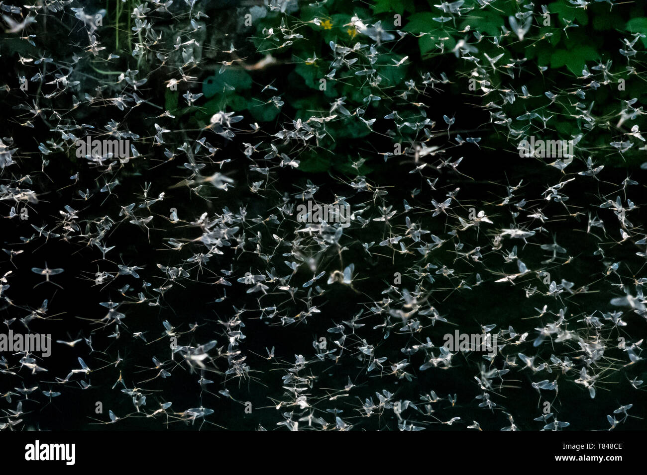 Mayflies (Ephemera vulgaris) in flight over Obrh creek, Markovec ...