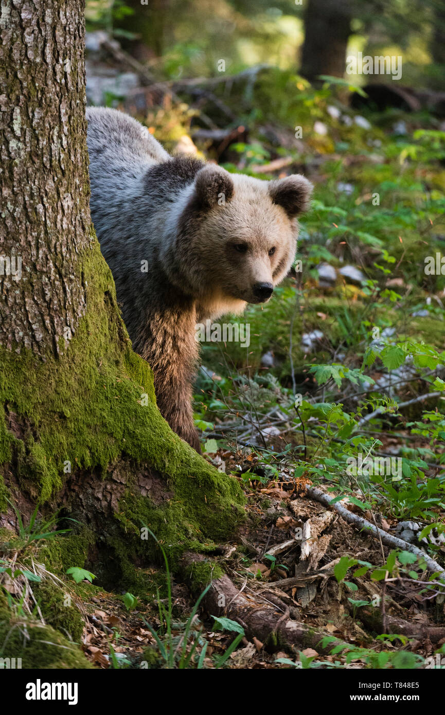 Bear behind tree hi-res stock photography and images - Alamy