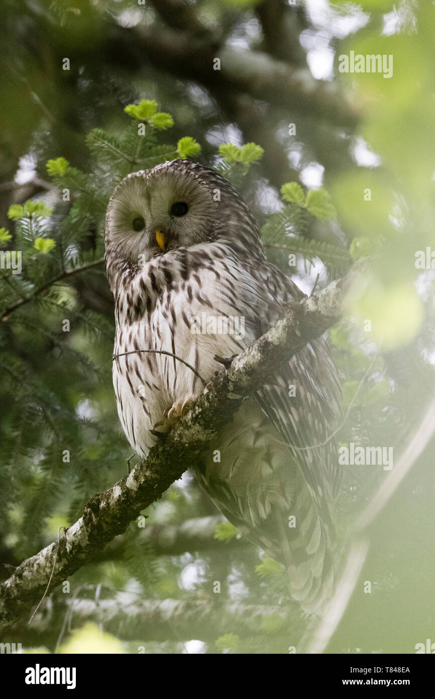 Bird Looking Down From Tree High Resolution Stock Photography and ...