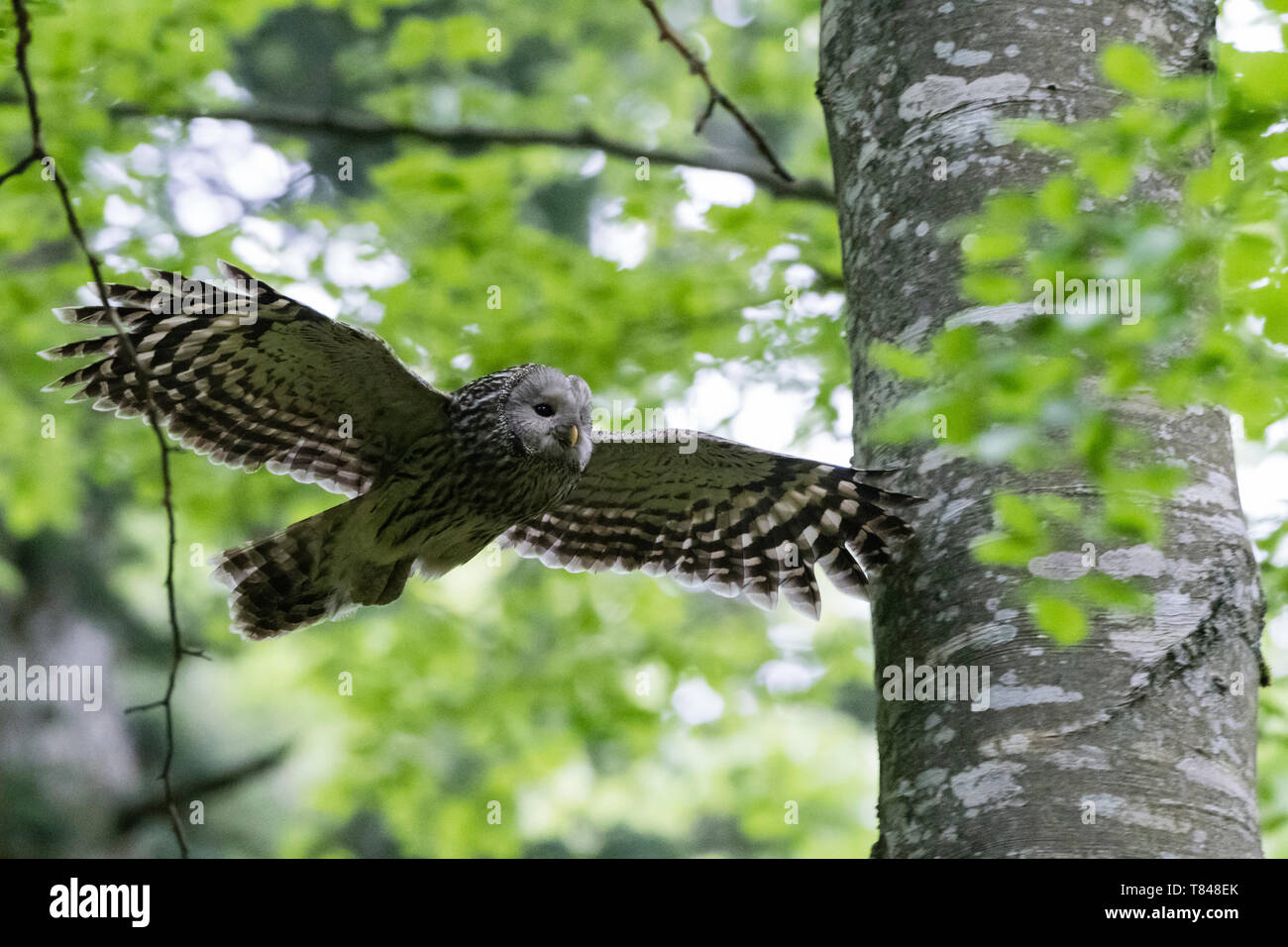 Strix bird species hi-res stock photography and images - Alamy