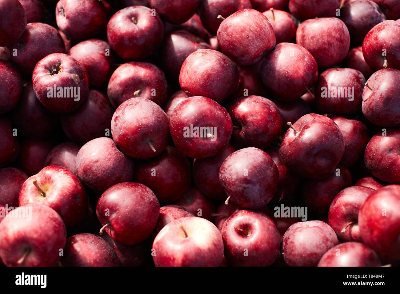 Fresh picked apples Stock Photo - Alamy