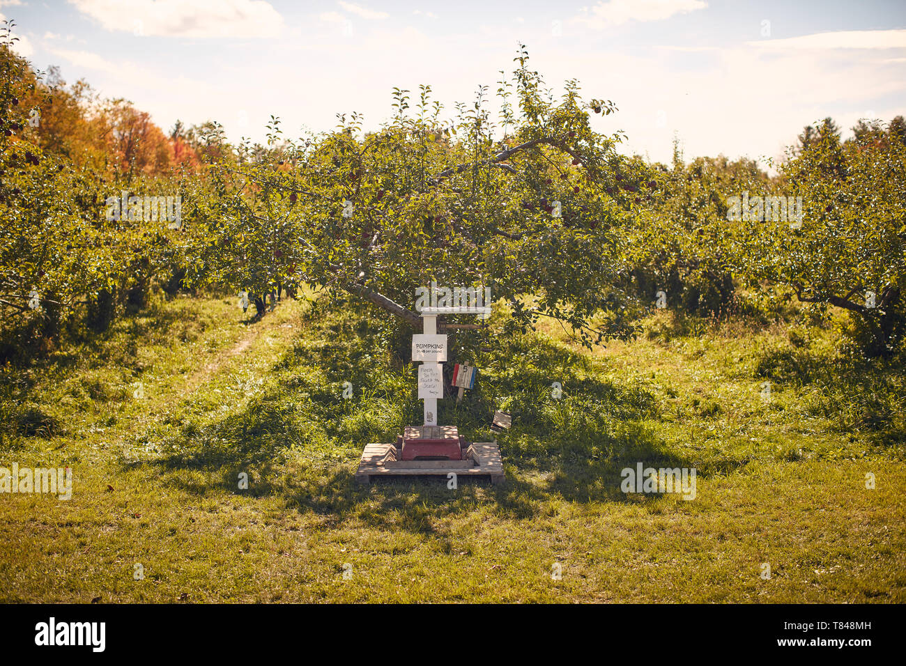 Scale in apple orchard Stock Photo - Alamy
