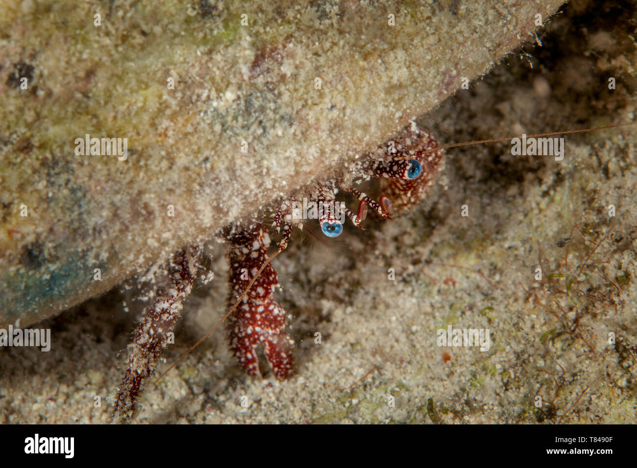Underwater view of a large hermit crab with blue eyes, close up ...