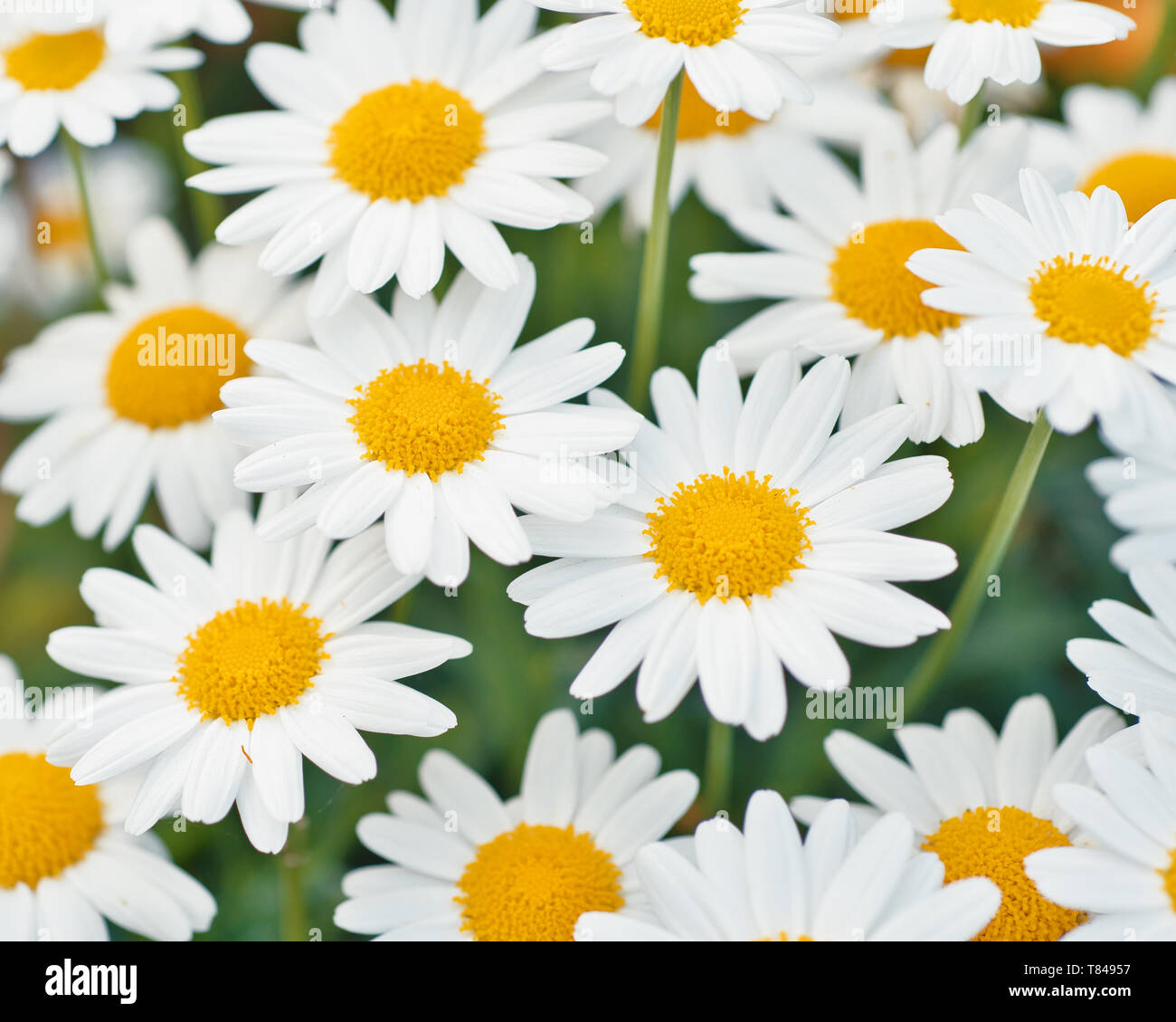 Spring daisies hi-res stock photography and images - Alamy