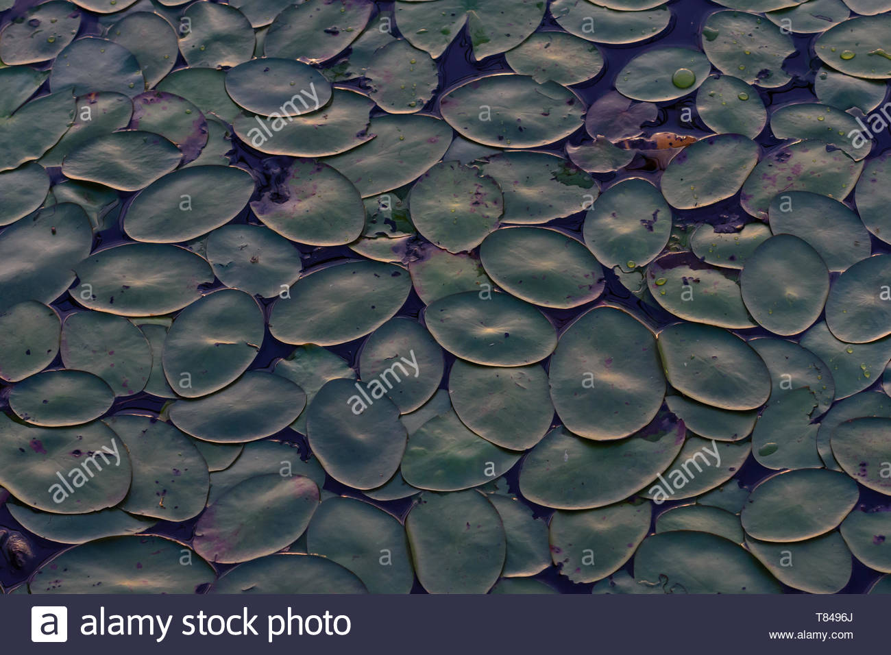 Brasenia Schreberi High Resolution Stock Photography and Images - Alamy