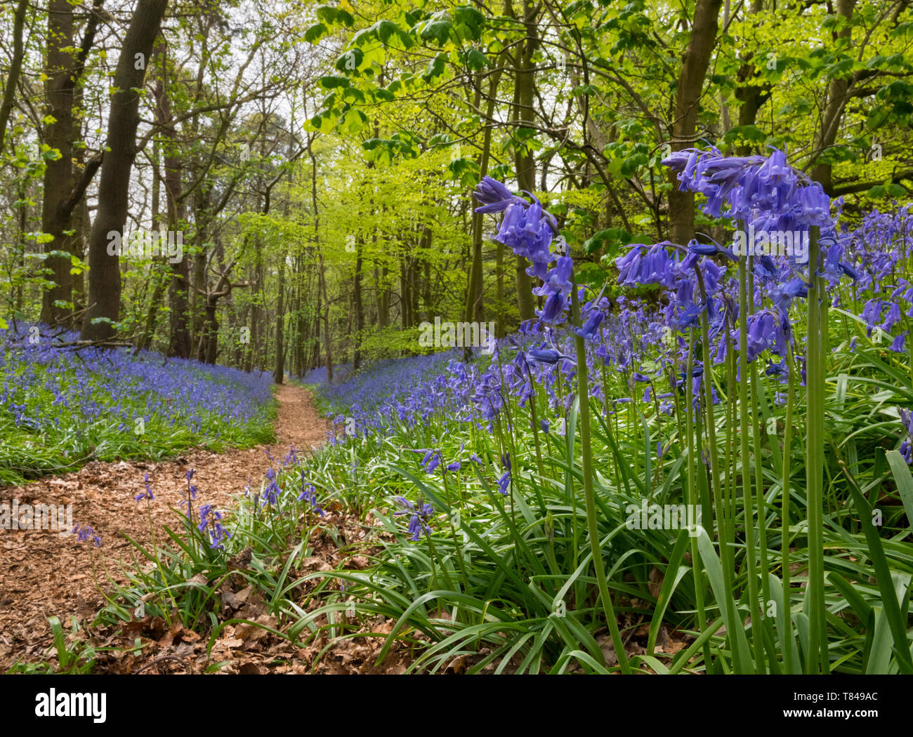 Worfield hi-res stock photography and images - Alamy