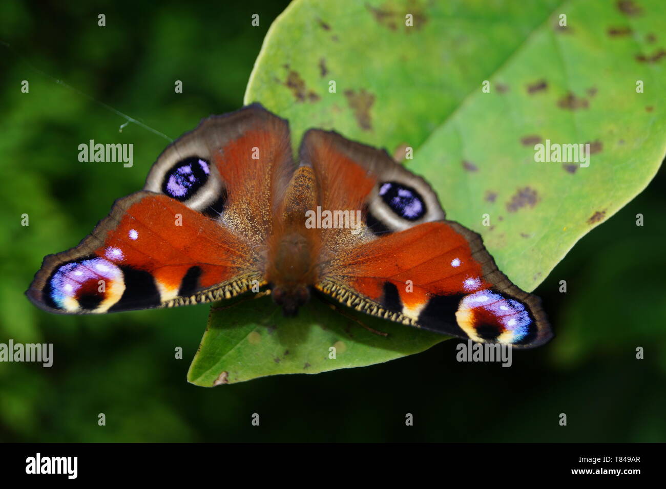 peacock Butterfly on Buddleja davidii Stock Photo - Alamy
