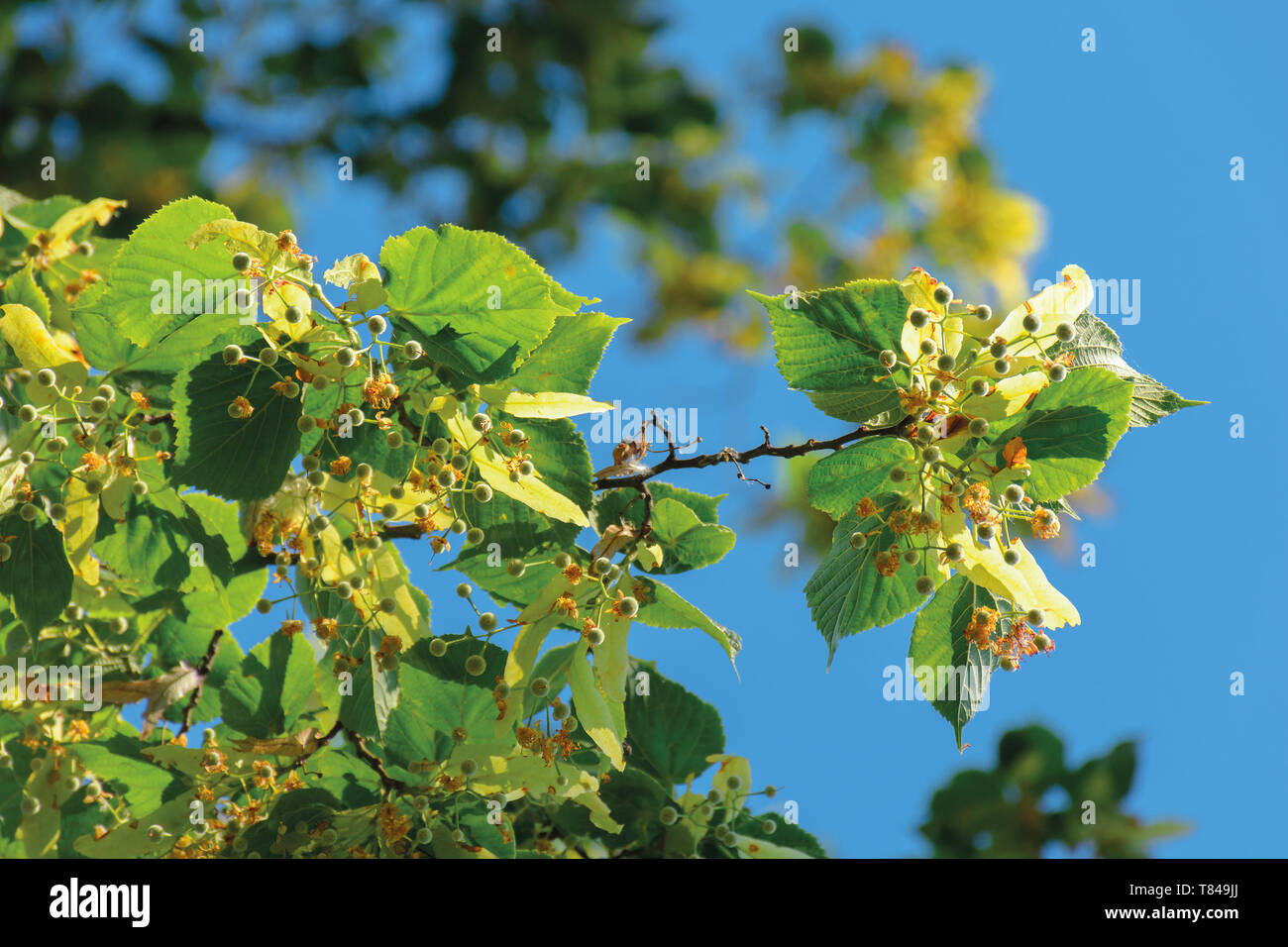 branches of the linden tree. nature scenery in summer. blue sky blurred ...