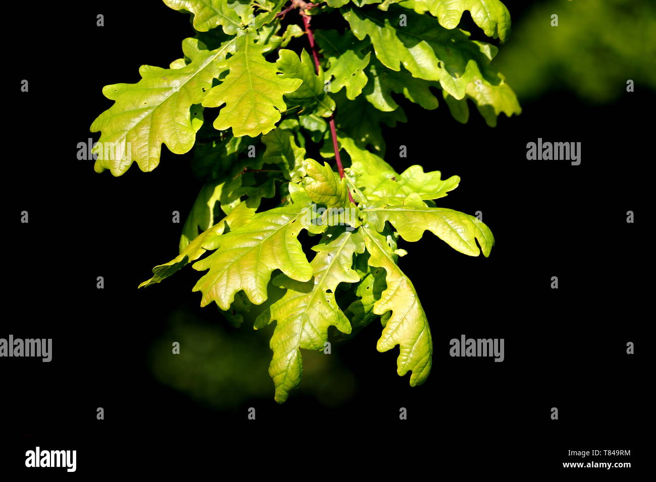 Oak Tree leaves, Quercus robur, Also known as common oak or pedunculate ...
