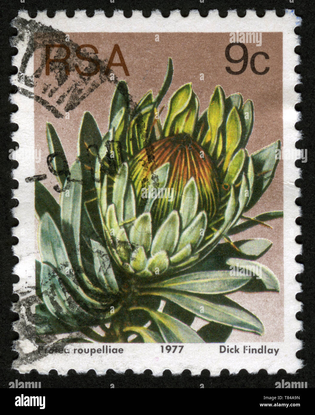 Roupelliae hi-res stock photography and images - Alamy