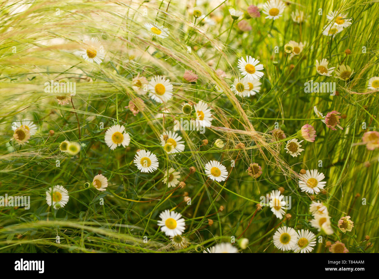 Wildflowers provence france hi-res stock photography and images - Alamy