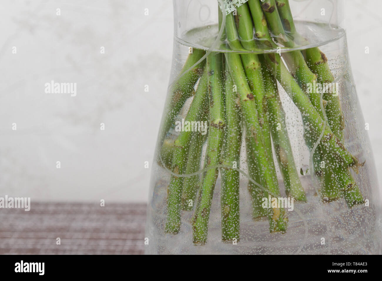 Green stems of rose flowers are photographed in water in a transparent ...