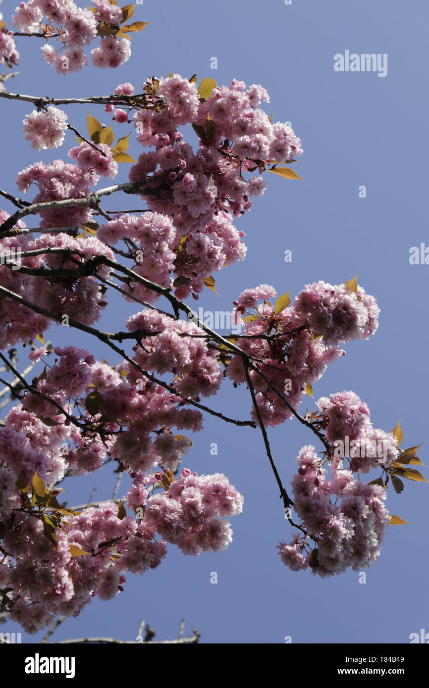 The Prunus japonica blooms in April, many beautiful pink colored ...