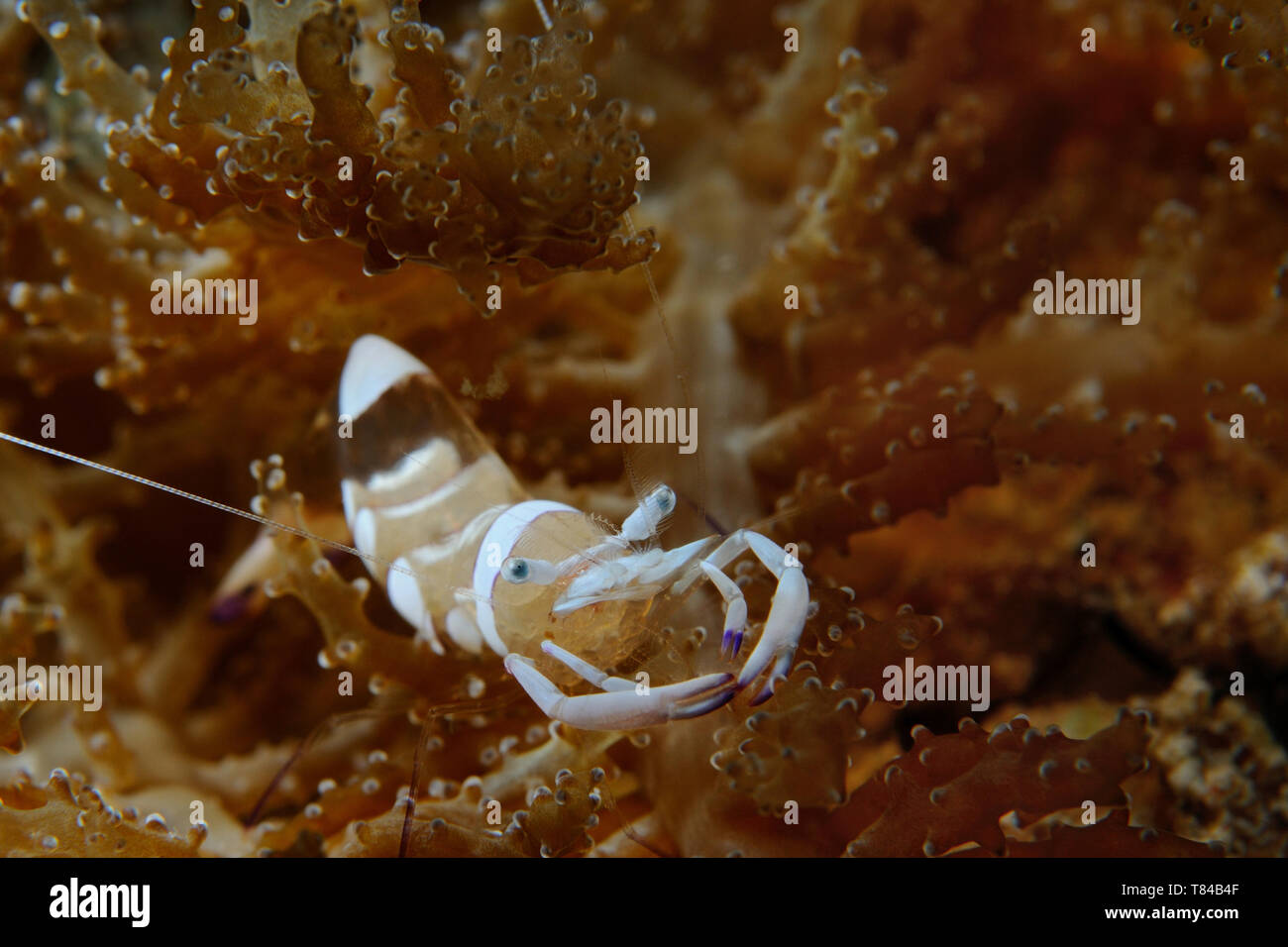 Soft coral commensal shrimp (Periclimenes magnificus (lat.) full of ...