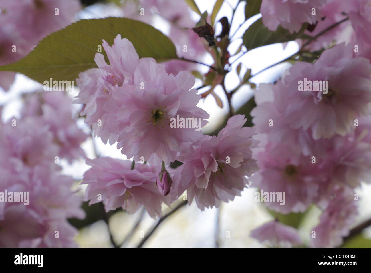 The Prunus japonica blooms in April, many beautiful pink colored ...