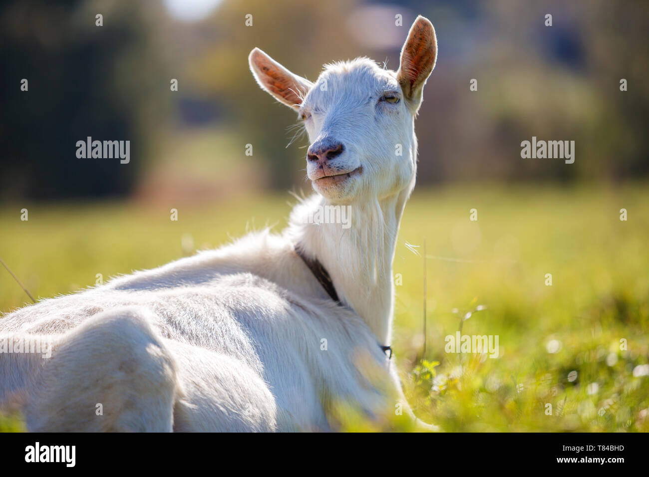 Portrait of white goat with beard on blurred bokeh background. Farming ...
