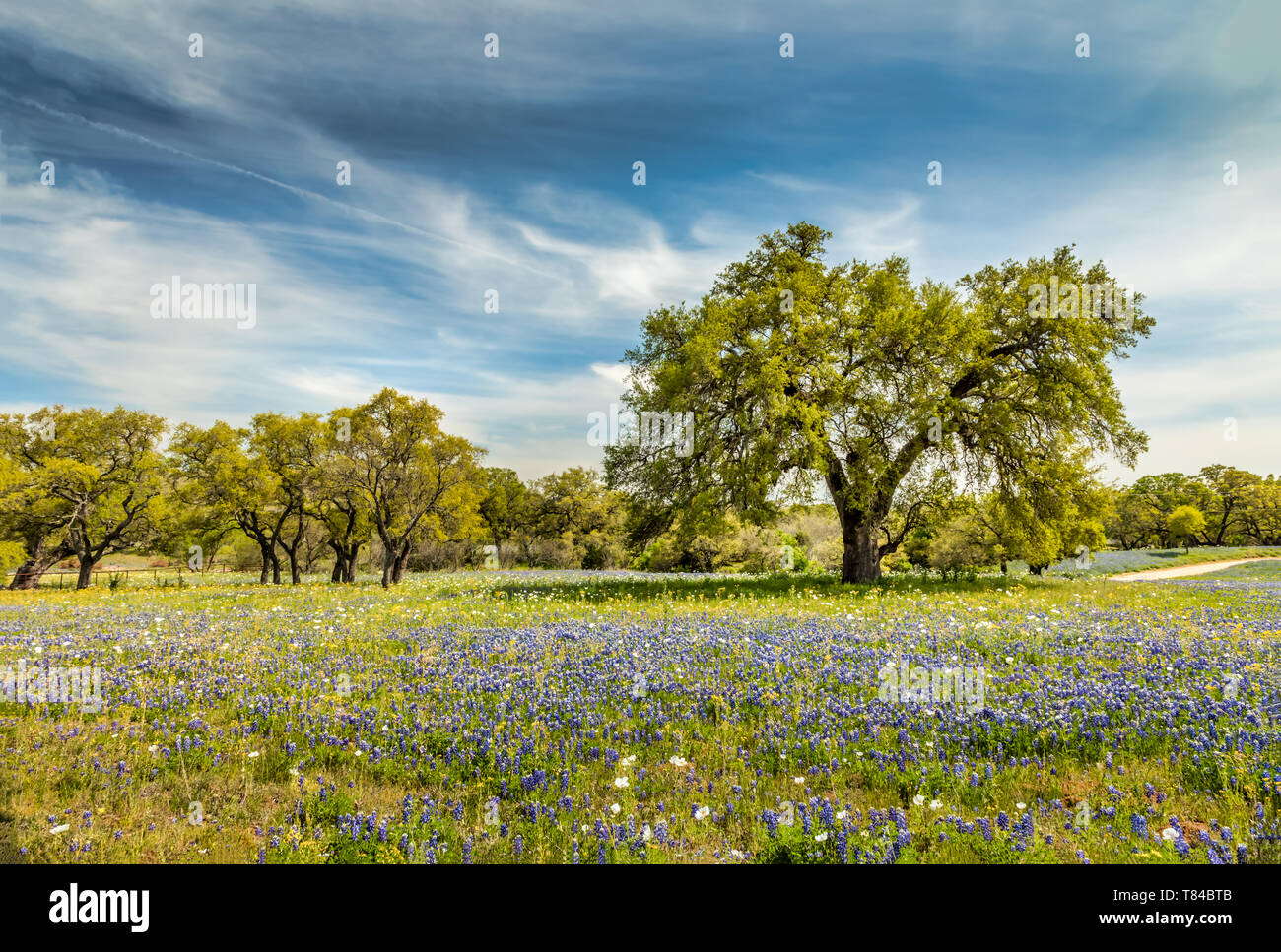 Texas hill country landscape hi-res stock photography and images - Alamy