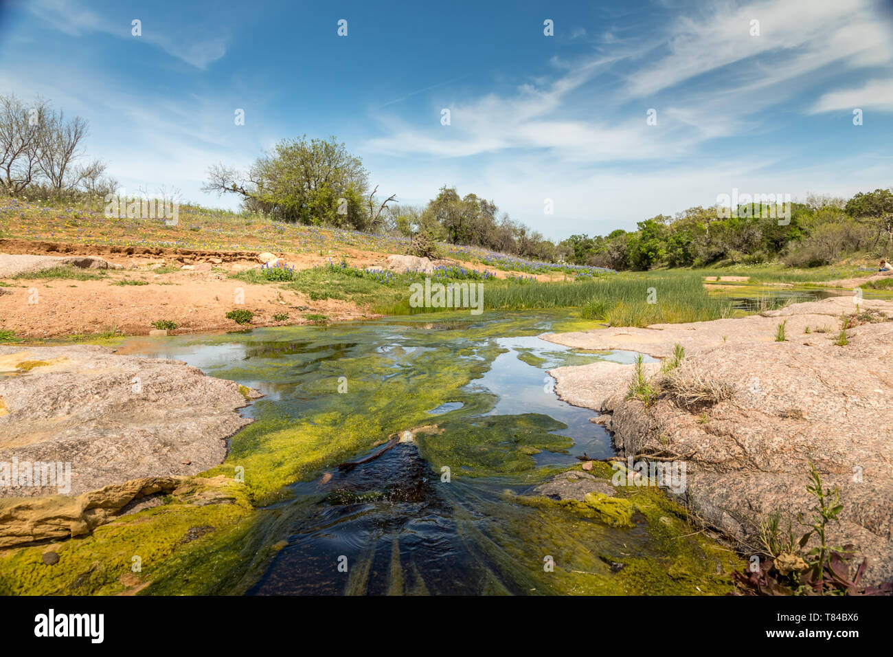 Yellow blue texas wildflowers hi-res stock photography and images - Alamy