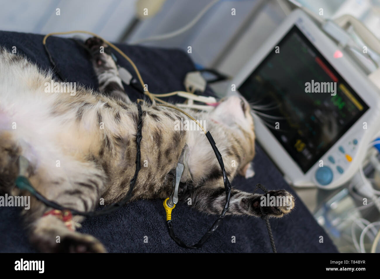 cat with EKG probes on the skin and rectal probe inserted to monitor ...