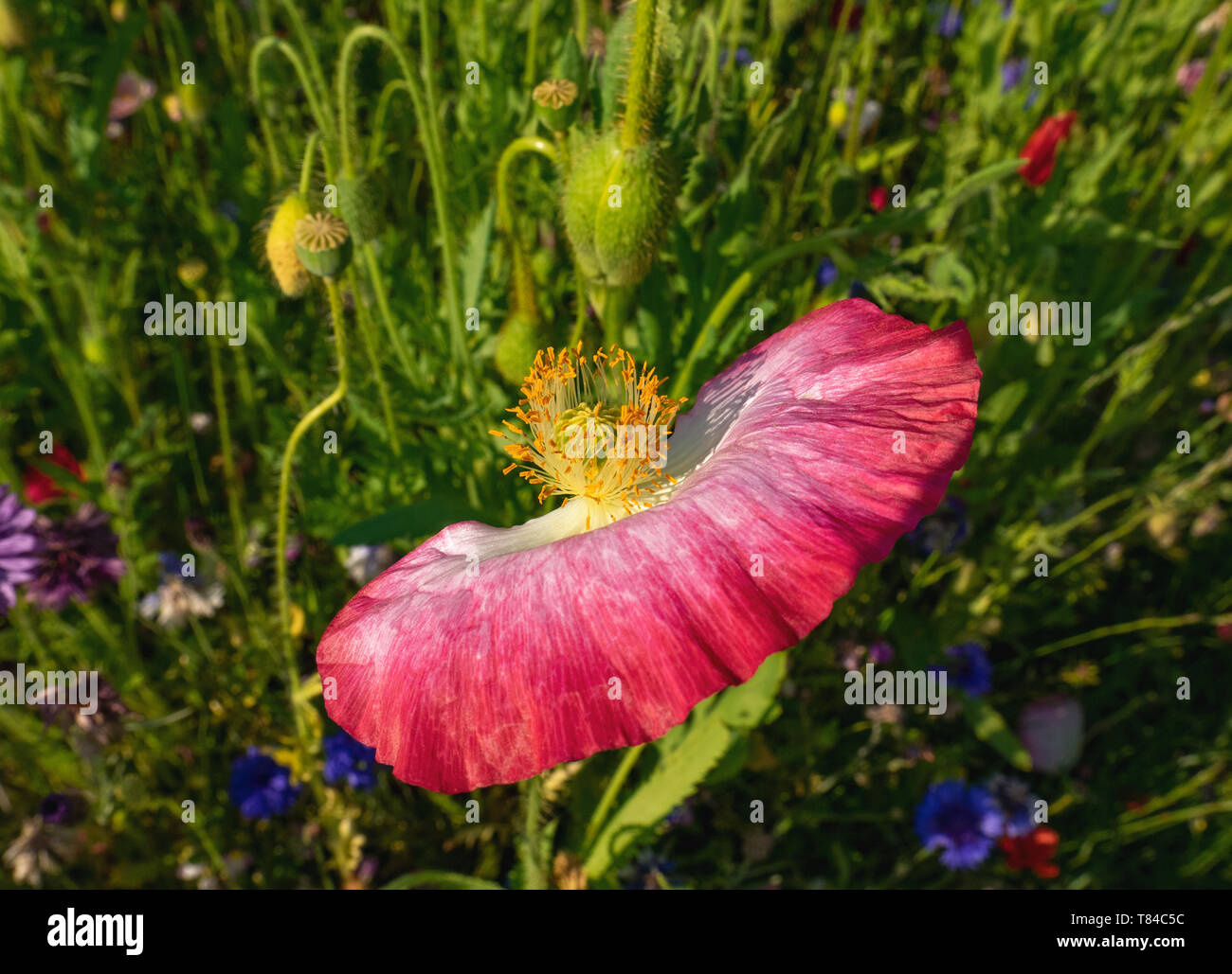 beautiful colorful lawn with wildflowers in spring Stock Photo - Alamy