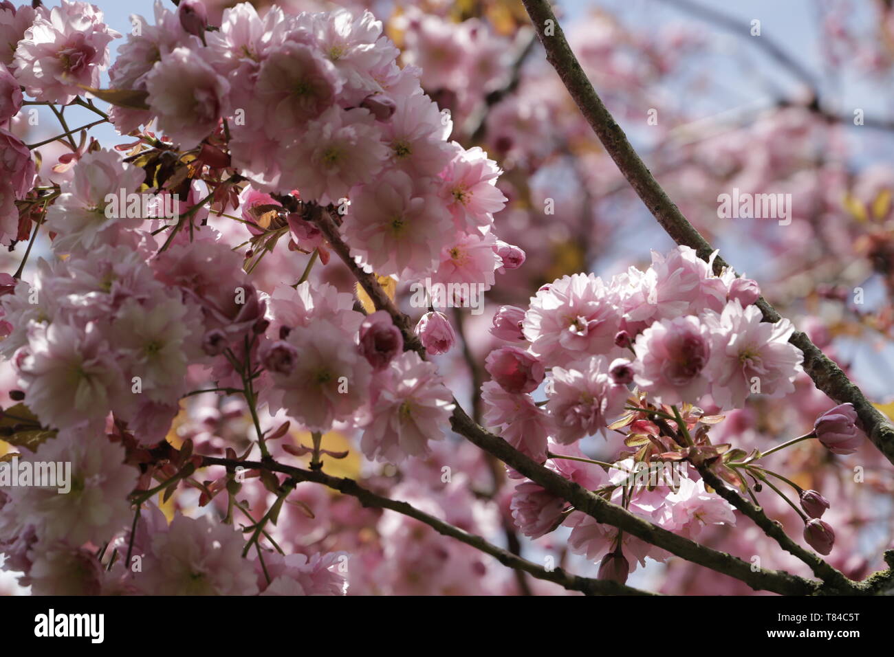 The Prunus japonica blooms in April, many beautiful pink colored ...