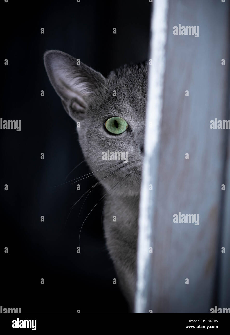 Archangel cat cat hi-res stock photography and images - Alamy