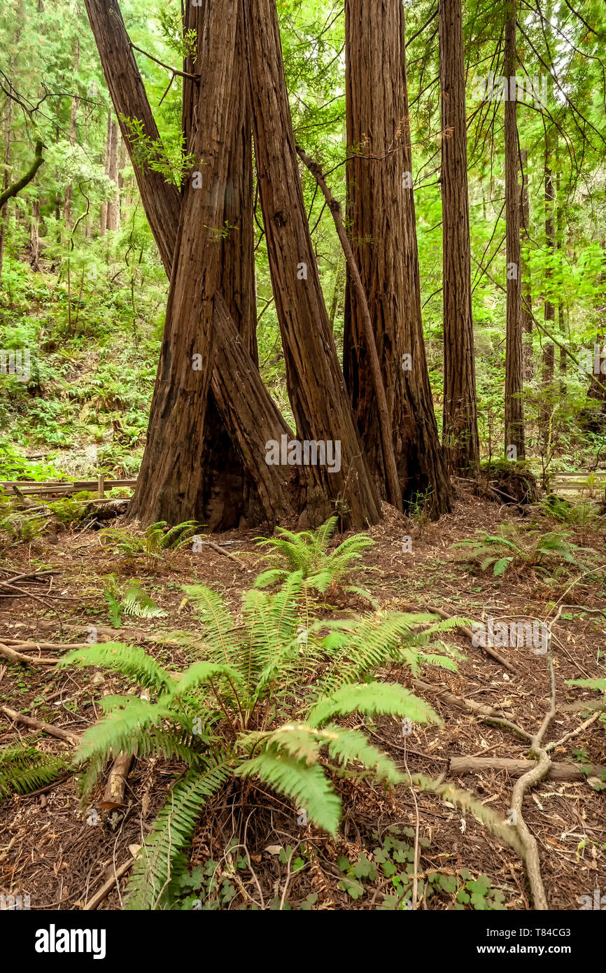 Redwood trees muir woods california hi-res stock photography and images ...