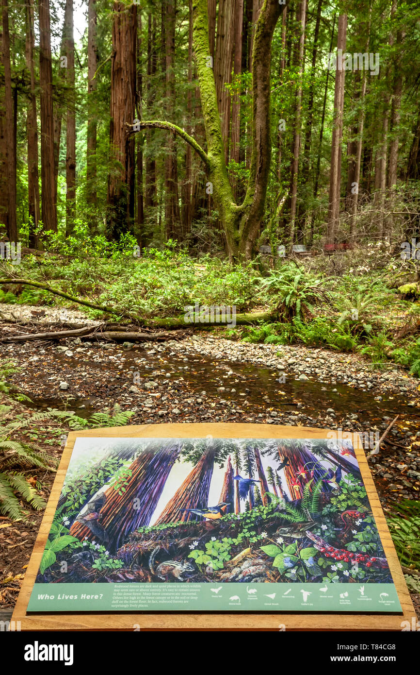 Redwood forest, Redwood Creek and interpretive sign, Muir Woods ...