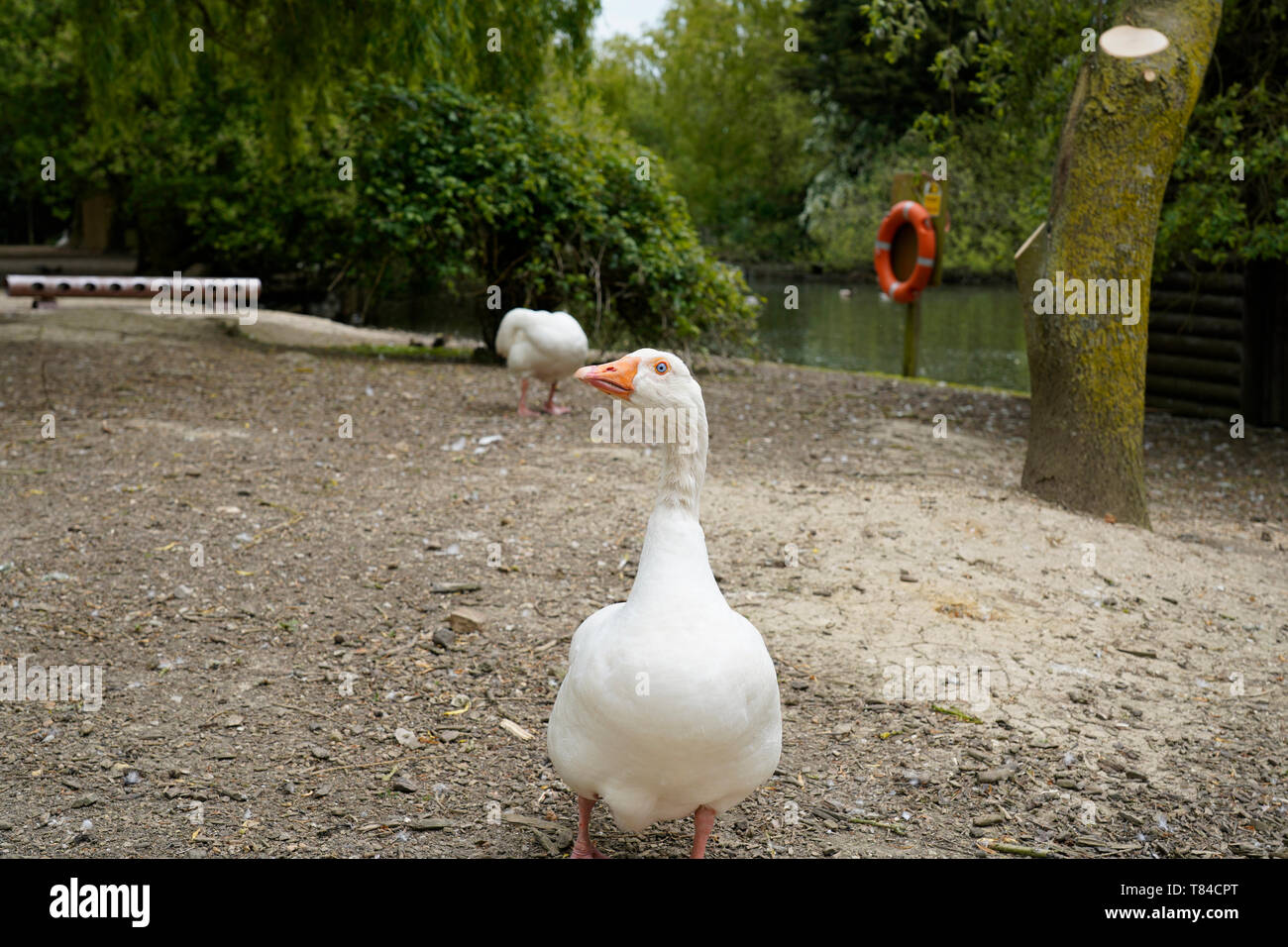 White goose with blue eyes, England Stock Photo - Alamy