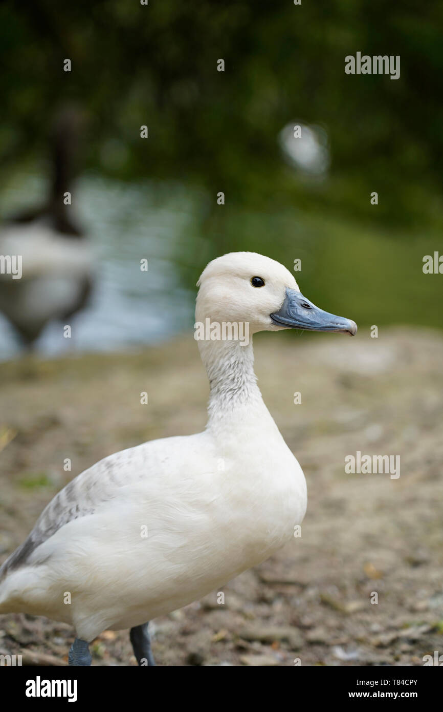 Duck portrait, UK Stock Photo - Alamy