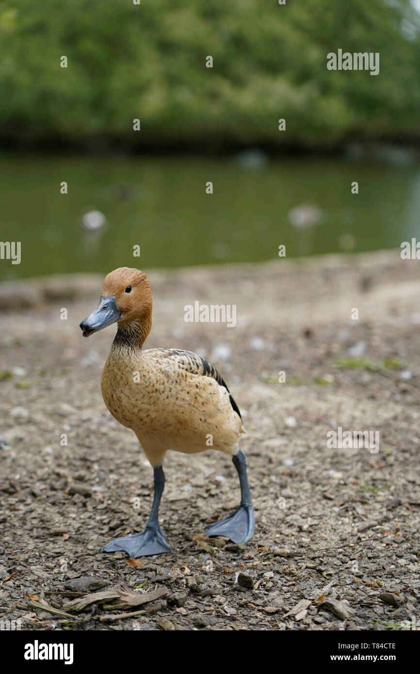 Brown duck portrait, UK Stock Photo - Alamy