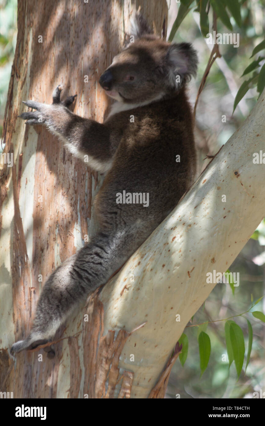 Perth zoo trees hi-res stock photography and images - Alamy