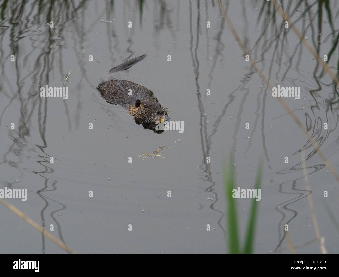 Big nutria hi-res stock photography and images - Alamy