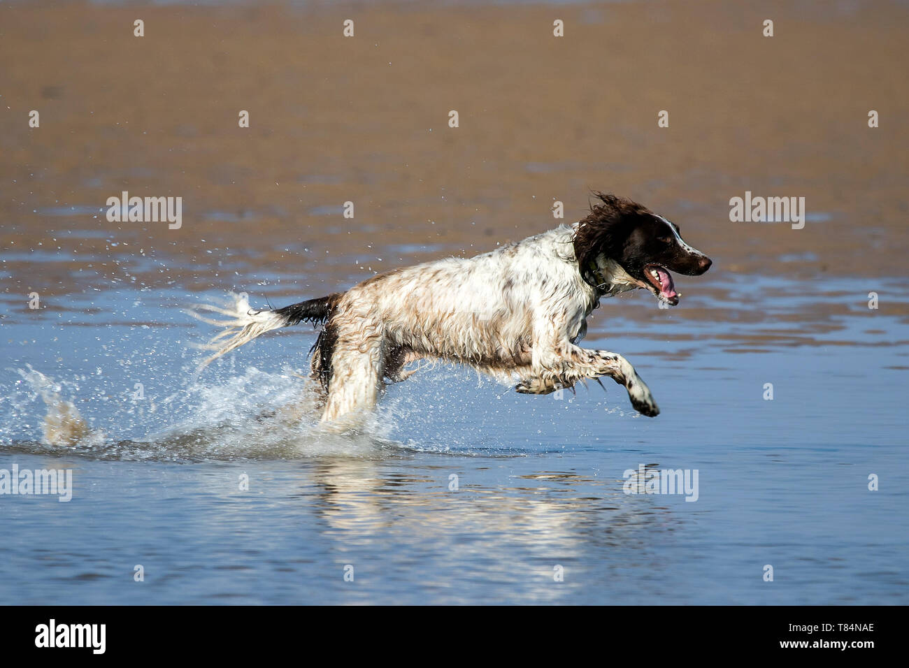 English water spaniel hi-res stock photography and images - Alamy