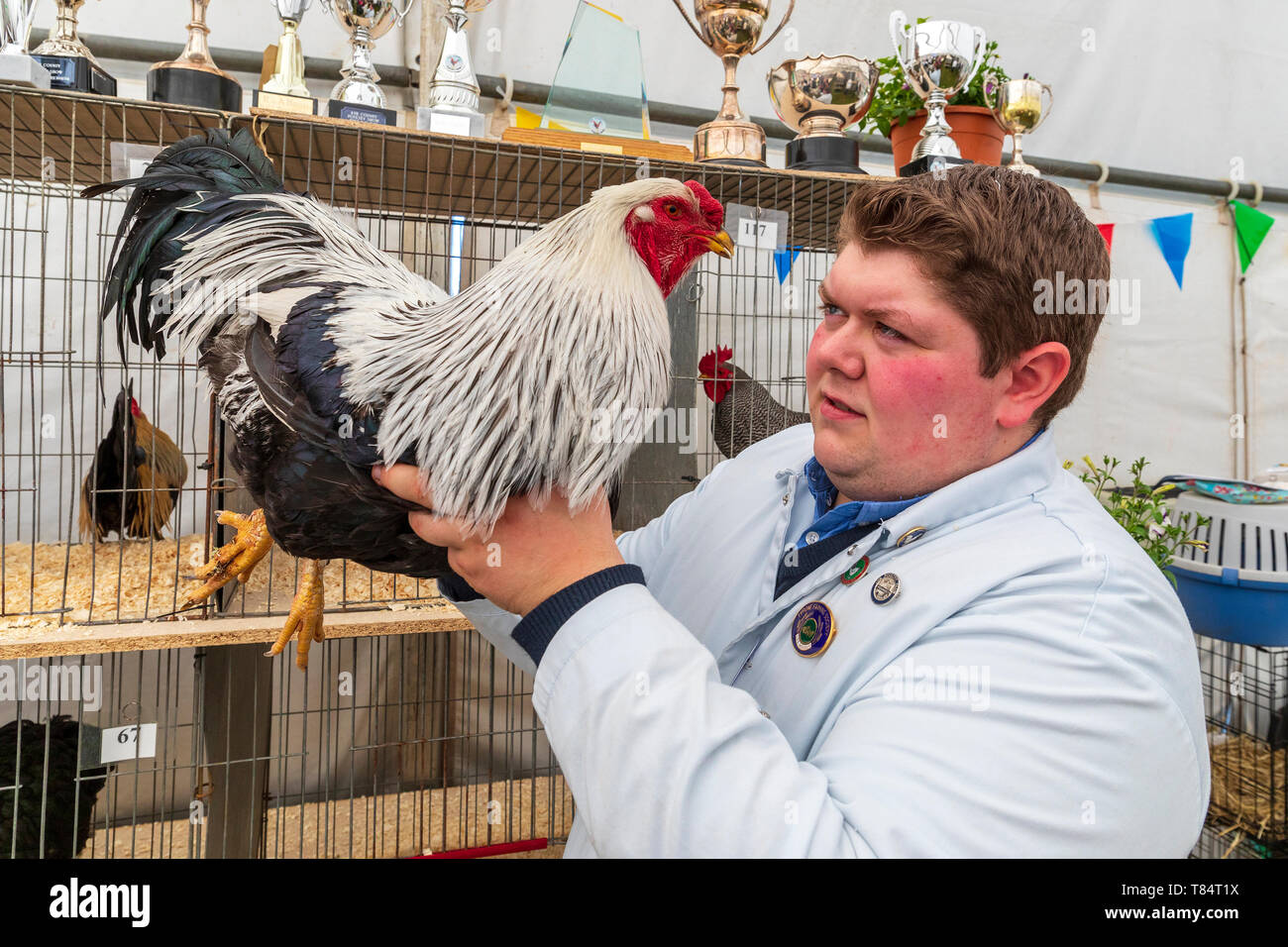Poultry competition hi-res stock photography and images - Alamy