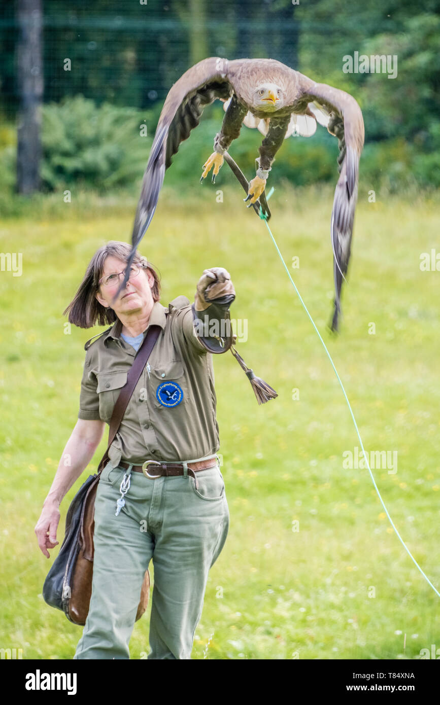 Largest of all sea eagles hi-res stock photography and images - Alamy