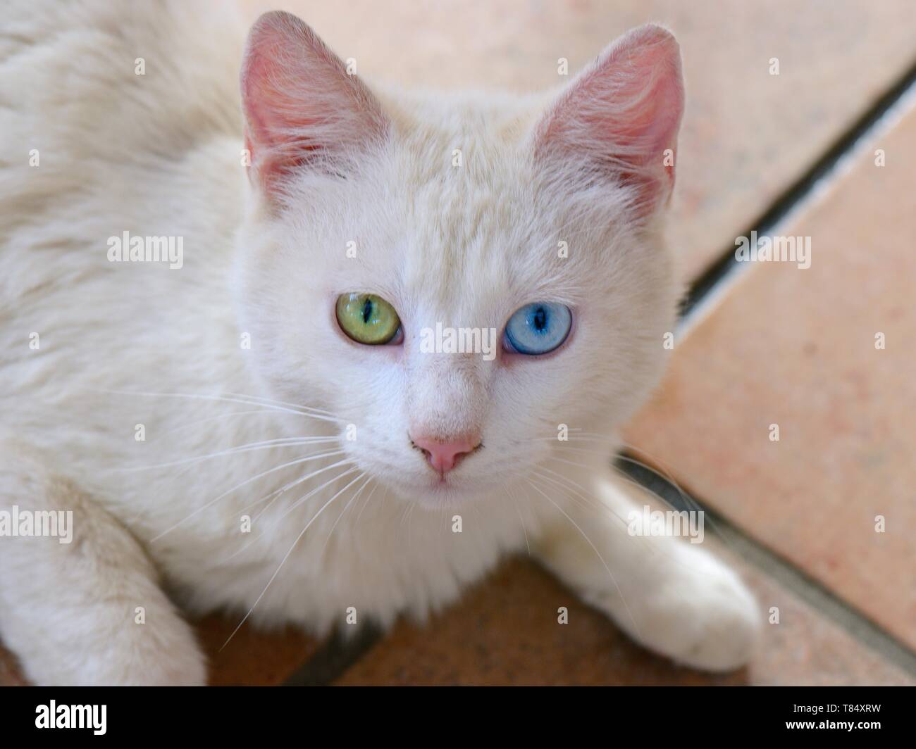White Domestic cat (Felis catus) with different coloured eyes, Sardinia ...