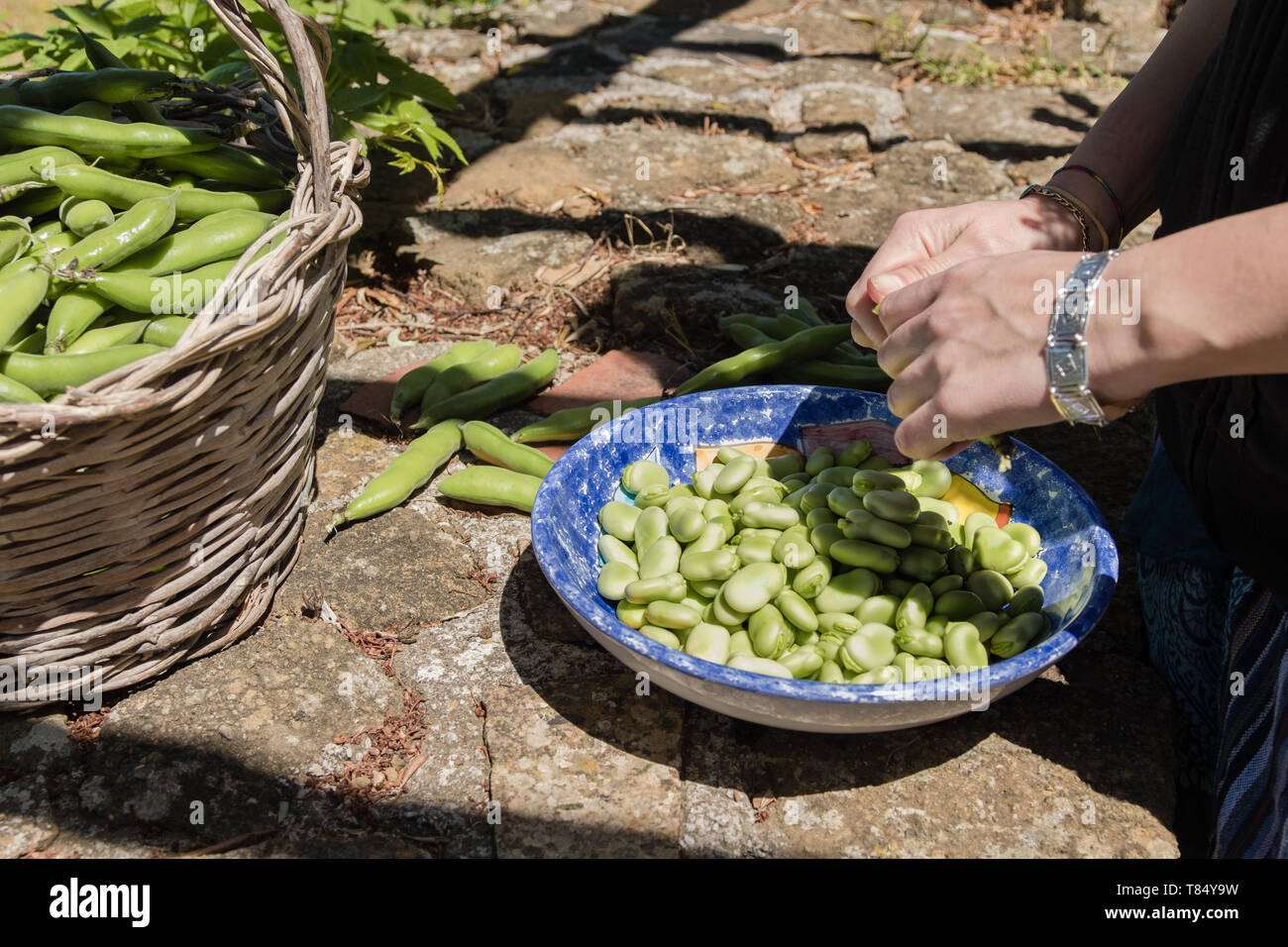 Female hand picking vegetable seeds hi-res stock photography and images ...