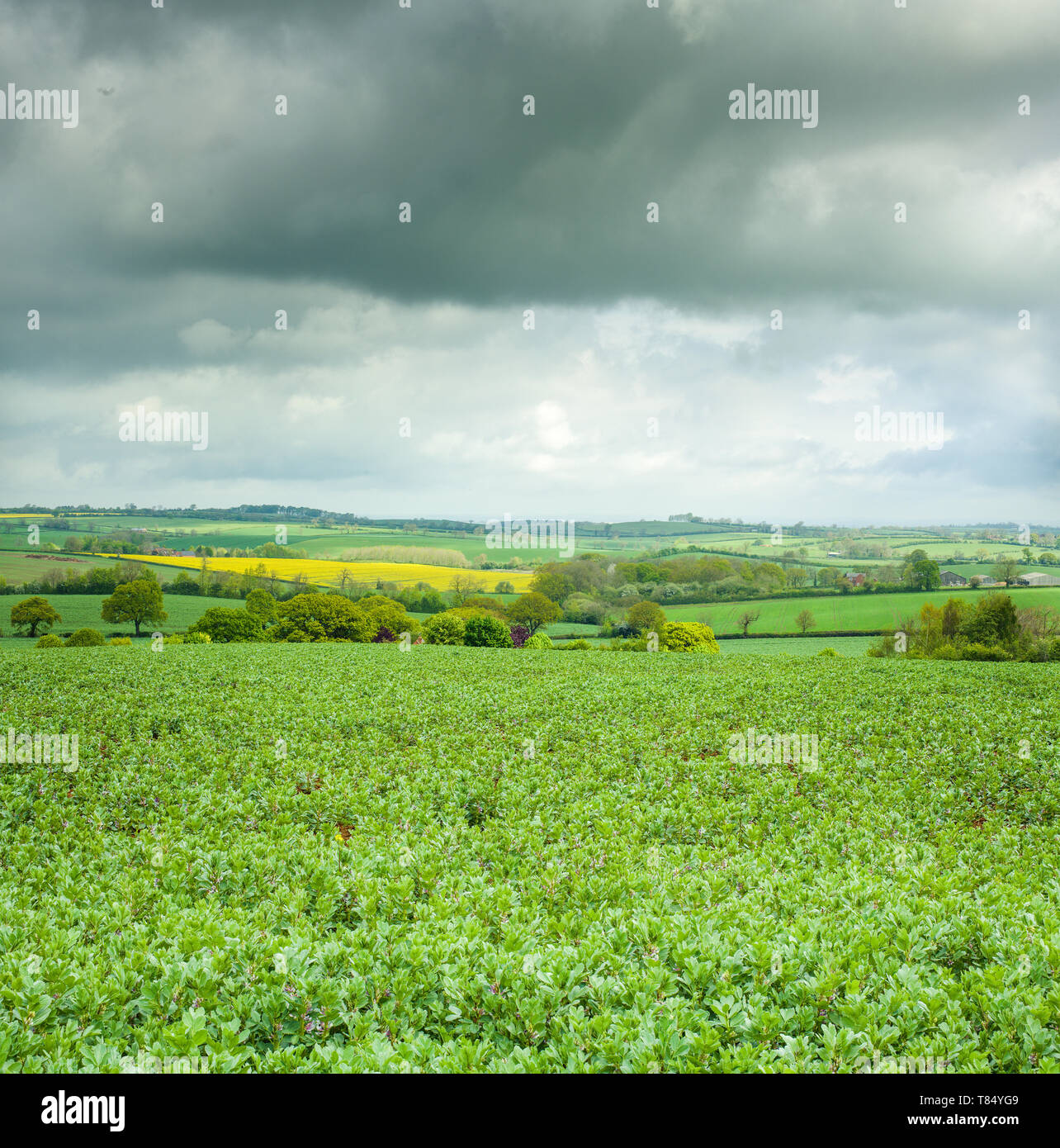 Fields where the army of parliament led by Fairfax defeated the ...